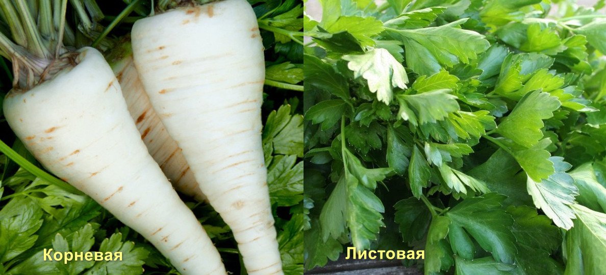 Вирощування петрушки: як посадити у відкритий грунт в домашніх умовах ...